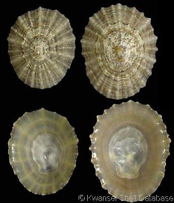 Patella Patella Vulgata Vulgata Gastropods By Eddie Hardy