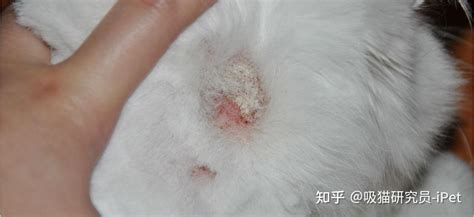 什么是猫癣猫咪长了猫癣怎么办 知乎