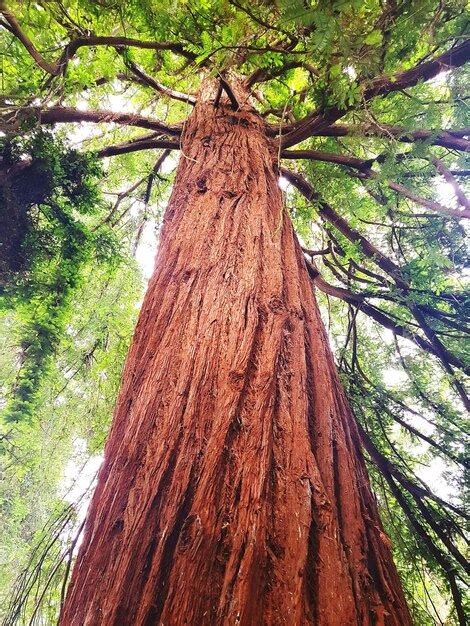 Premium Photo Low Angle View Of Tree Trunk In Forest