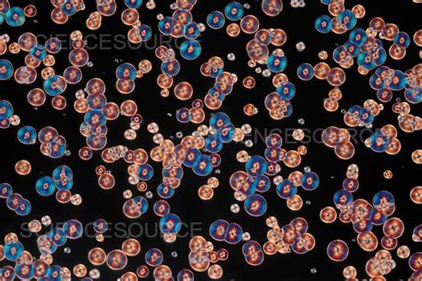 Nicotinamide and niacinamide, light mi | Stock Image - Science Source ...