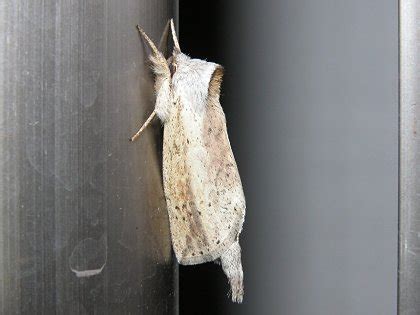 ウスキシャチホコ