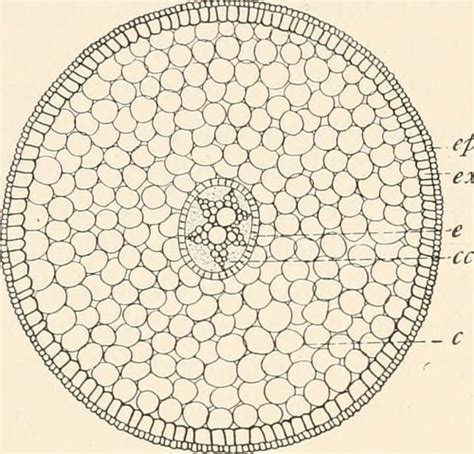 Transport Across A Root Flashcards Quizlet