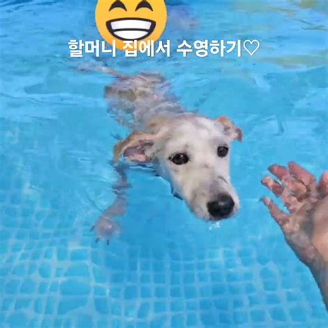 수영하는 강아지 쿠키♡시골수영장인텍스개헤엄반려견여름short휴가 Youtube