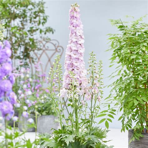 Buy Delphinium Delphinium Turkish Delight Delivery By Waitrose Garden