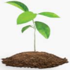 Tree Saplings Redux PreOiled Factorio Mods Tree Saplings Redux PreOiled Factorio Mods