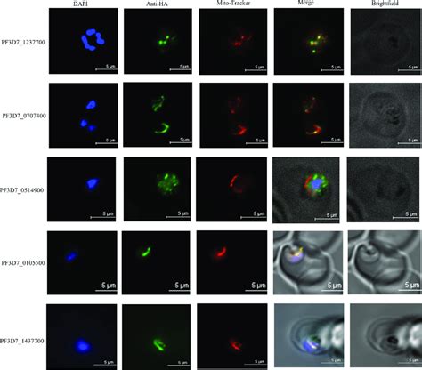 Localization Of Proteins Identified By Proximity Biotinylation Download Scientific Diagram