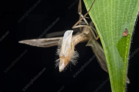 Moth Releasing Pheromones Stock Image C0524650 Science Photo Library