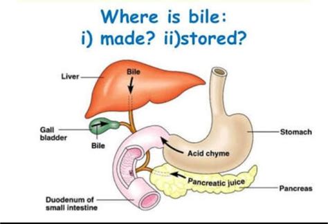What Is Bilewhere In The Body Is It Produce And Stored