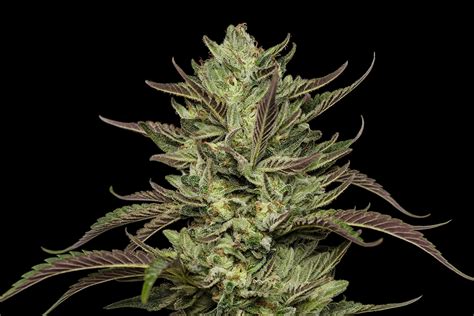 Triploid Cannabis 101 Cannabis Seeds Humboldt Seed Company