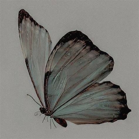 Пин от пользователя Ani Davidovna на доске Бабочки Бабочки