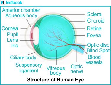 Human Eye Anatomy And Functions Testbook