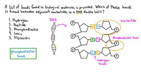 Lesson Nucleic Acids Nagwa