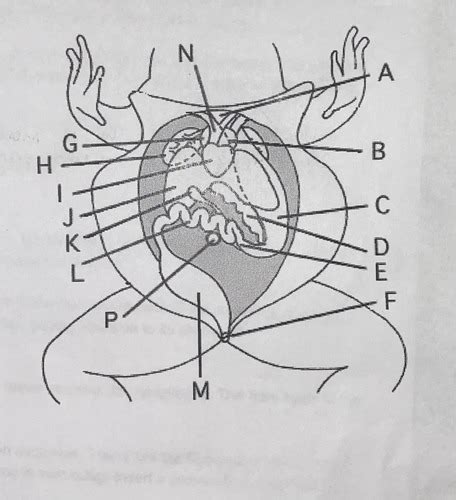 Frog Disection Flashcards Quizlet