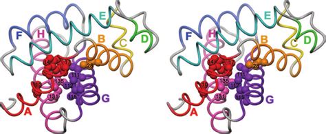 Stereoview Of The Backbone Structure Of Sperm Whale Myoglobin Co Download Scientific Diagram