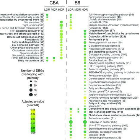 Functional Pathway Enrichment Analysis Visualized As A Strain Specific