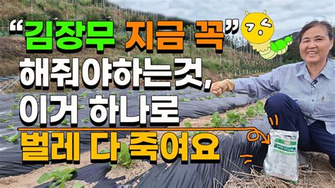 김장무 지금 이걸 뿌려주면 벌레 걱정끝 지금 꼭 해주세요 김장배추 Youtube