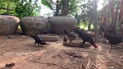 មាន់ ទា និងក្ងាន ស្រែពិតៗ Youtube