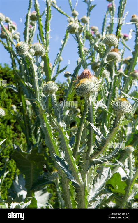Rosette Einer Distel Fotos Und Bildmaterial In Hoher Auflösung Alamy