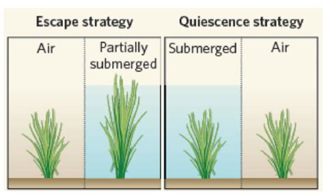 Plants Lecture 14 Ehtylene And Submergence Tolerance Flashcards