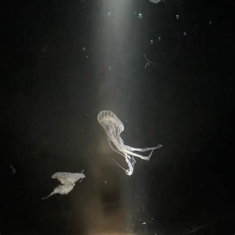 Yuu Shader • Threads Say More