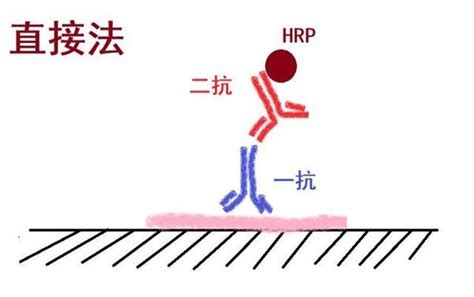 免疫组化的二抗还有区别的么！要怎么选 知乎