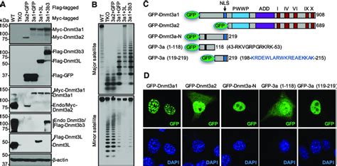 Dnmt3a1 Harbors An N Terminal Nls And Is Active In Dnmt3a 3b 3l Tko Download Scientific Diagram