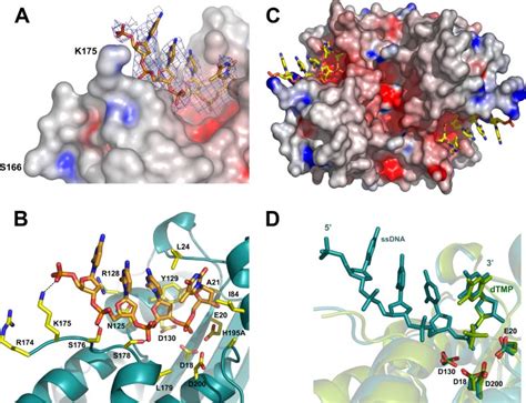 Structure Of Trex1 In Complex With Dna A Extra Electron Density Download Scientific Diagram
