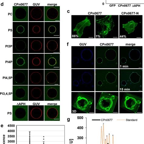 The C Terminal Segment Of Cpn0677 Mediates Membrane Binding A Schematic Download Scientific