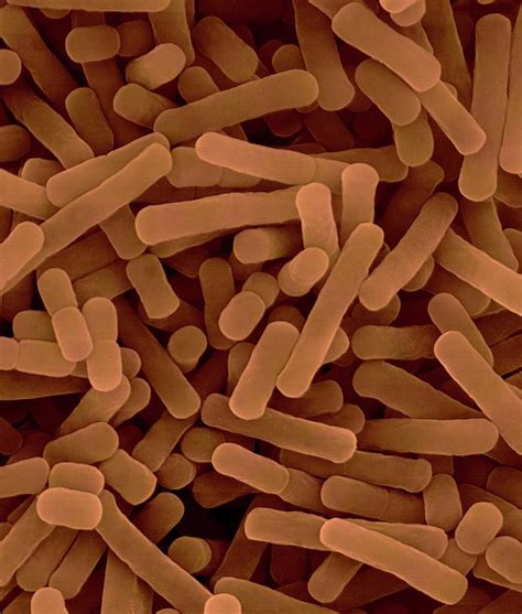 Lactobacillus Microscope