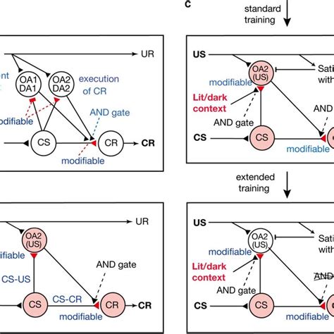 Two Possible Versions Of Pavlovian Conditioning In Pavlovian Download Scientific Diagram