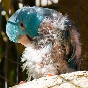 Feather Plucking In Birds And Parrots Why And How To Stop It