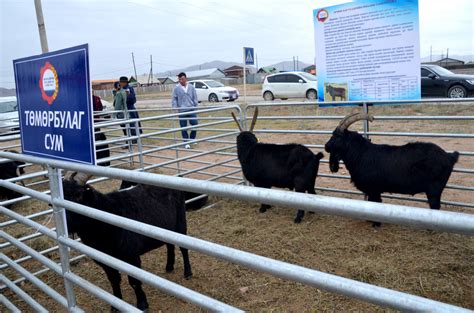 “Шилмэл мал Хөвсгөл 2023” үзэсгэлэнгийн үеэр ашиг шимт хээлтүүлэгч мал шалгарууллаа Murch Mn