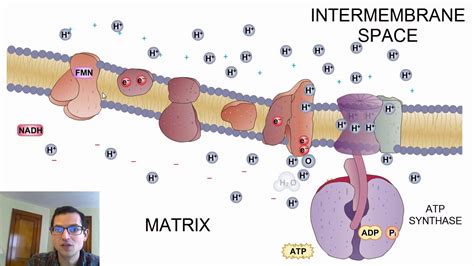 Generating The Proton Gradient The Electron Transport Chain Cellular