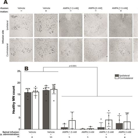 Spinal Motor Neuron Quantification From Animals Subjected To Chronic