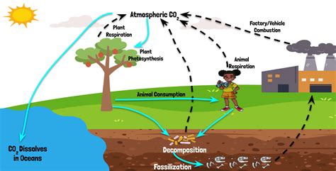 The Carbon Cycle Game Crsci