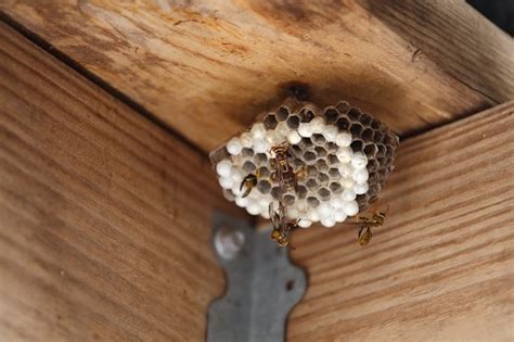 How Do You Remove A Wasp Nest Emtec Pest Control