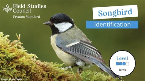 Bird Survey Techniques Field Studies Council