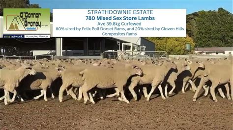Oconnor And Graney Strathdownie Estate 780 Mixed Sex Store Lambs Youtube