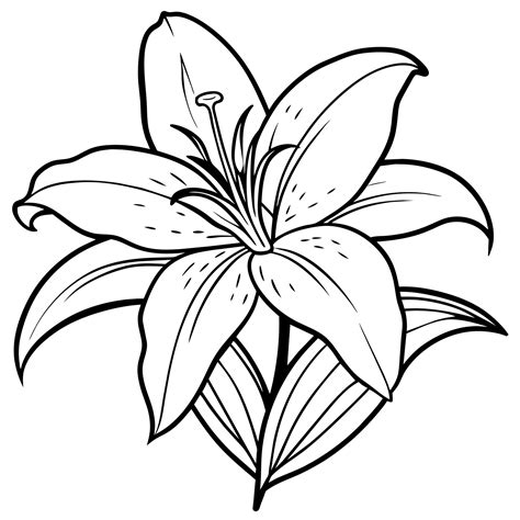 Lily Flower Outline Illustration Coloring Book Page Design Lily Flower