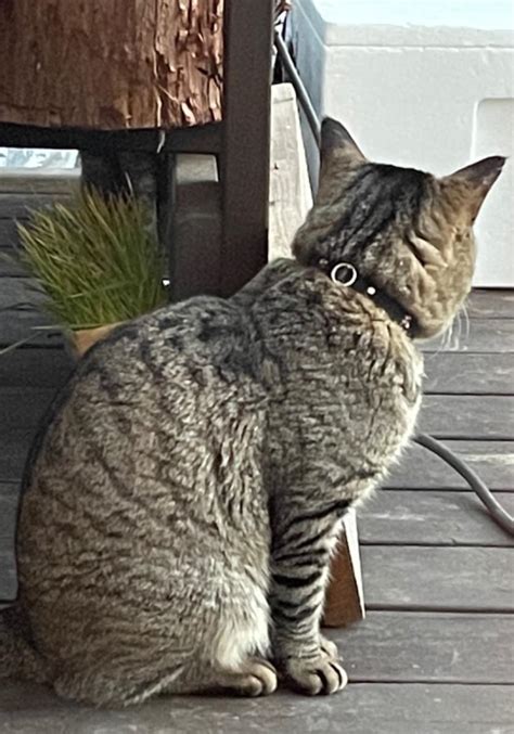 黒い首輪のキジトラ