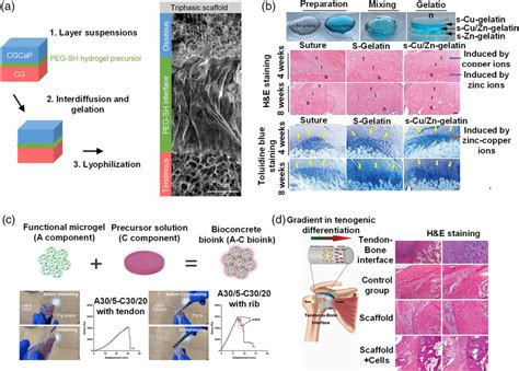 Tendonbone Interface Regeneration A Schematic Illustrations Of Download Scientific Diagram