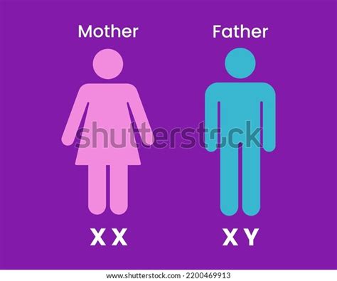Determinación Del Sexo Humano Proceso De Vector De Stock Libre De Regalías 2200469913