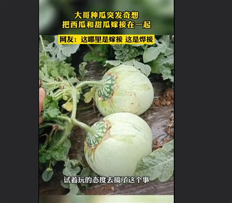 安徽一男子突发奇想将甜瓜和西瓜嫁接，网友：这哪里是嫁接，这是焊接北晚在线