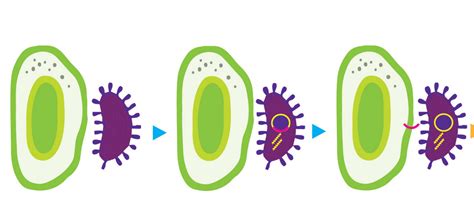 Deep Dive Into Plant Transformation Protoplast Mediated Biolistic Mediated And Agrobacterium
