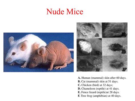 Ppt T Cell Development I The Generation Of Tcr Thymocytes