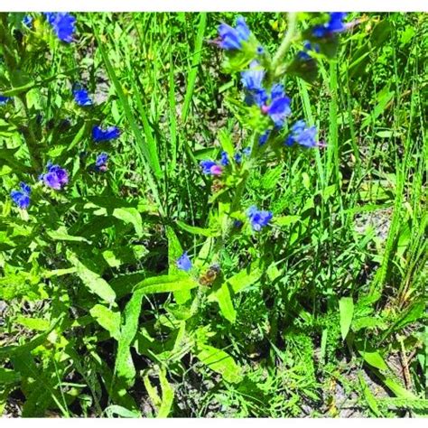 Example Of A Spontaneous Vegetation Patch Composed Of Echium Vulgare Download Scientific