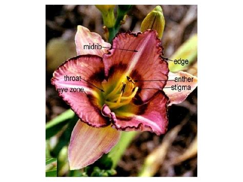 Angiosperms Phylum Anthophyta Largest Group Of Plants Angiosperms