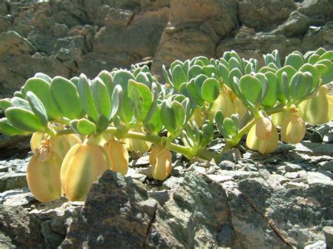 Oyuna Batlai Zygophyllum Potaninii Maxim Потанины Хотир Photo By Oyuna Batlai Gobi Altai
