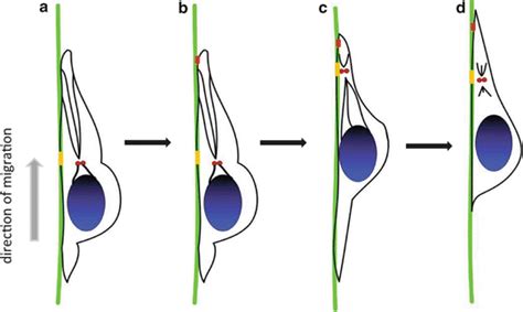 The Dynamics Of Neuronal Migration Neupsy Key