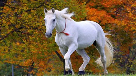 Running Horse Wallpapers Wallpaper Cave